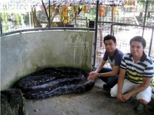 Prony the Python: Alburquerque, Bohol, Philippines | The Poor Traveler ...